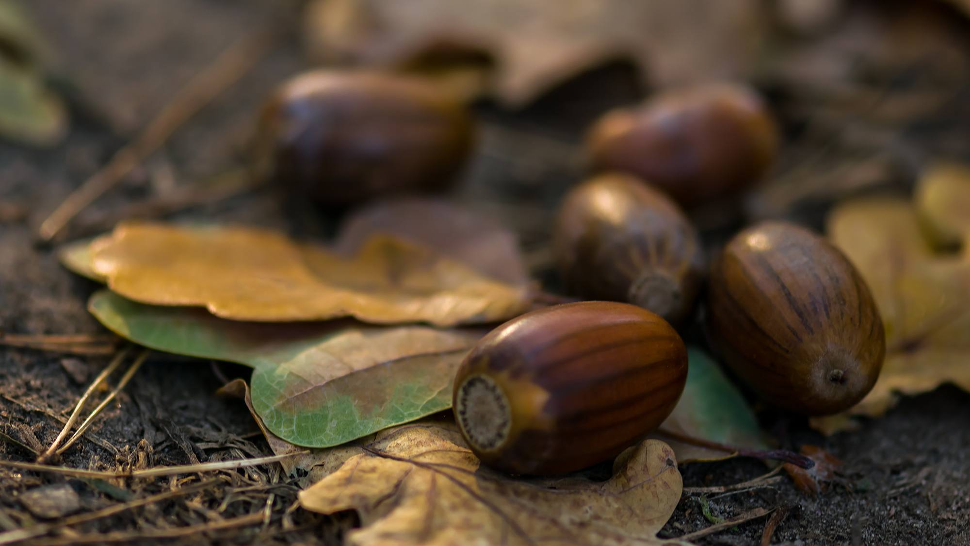 From Dead Seeds Come Fruitful Trees - Modern Reformation